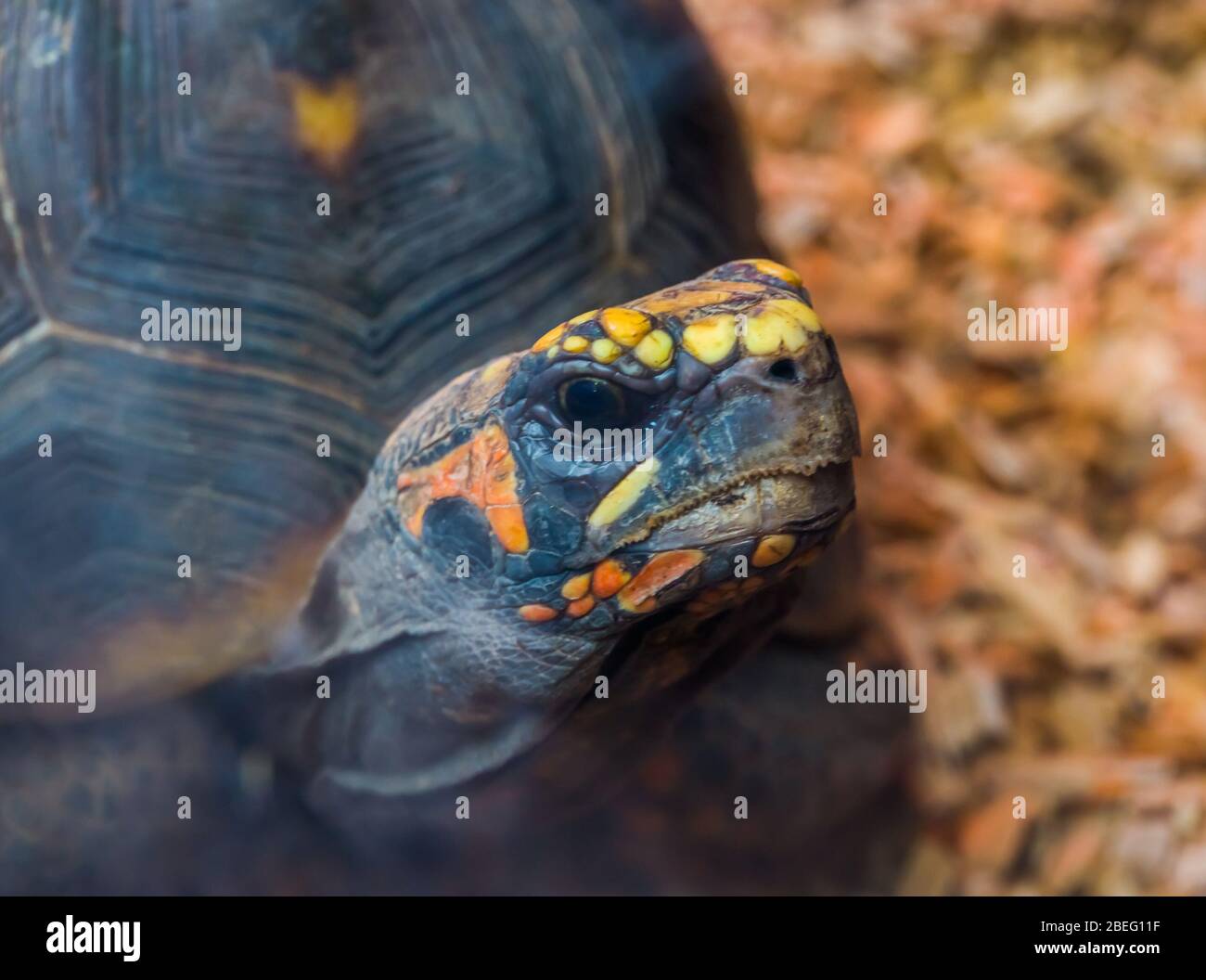 the face of a red footed tortoise in closeup, tropical threatened ...
