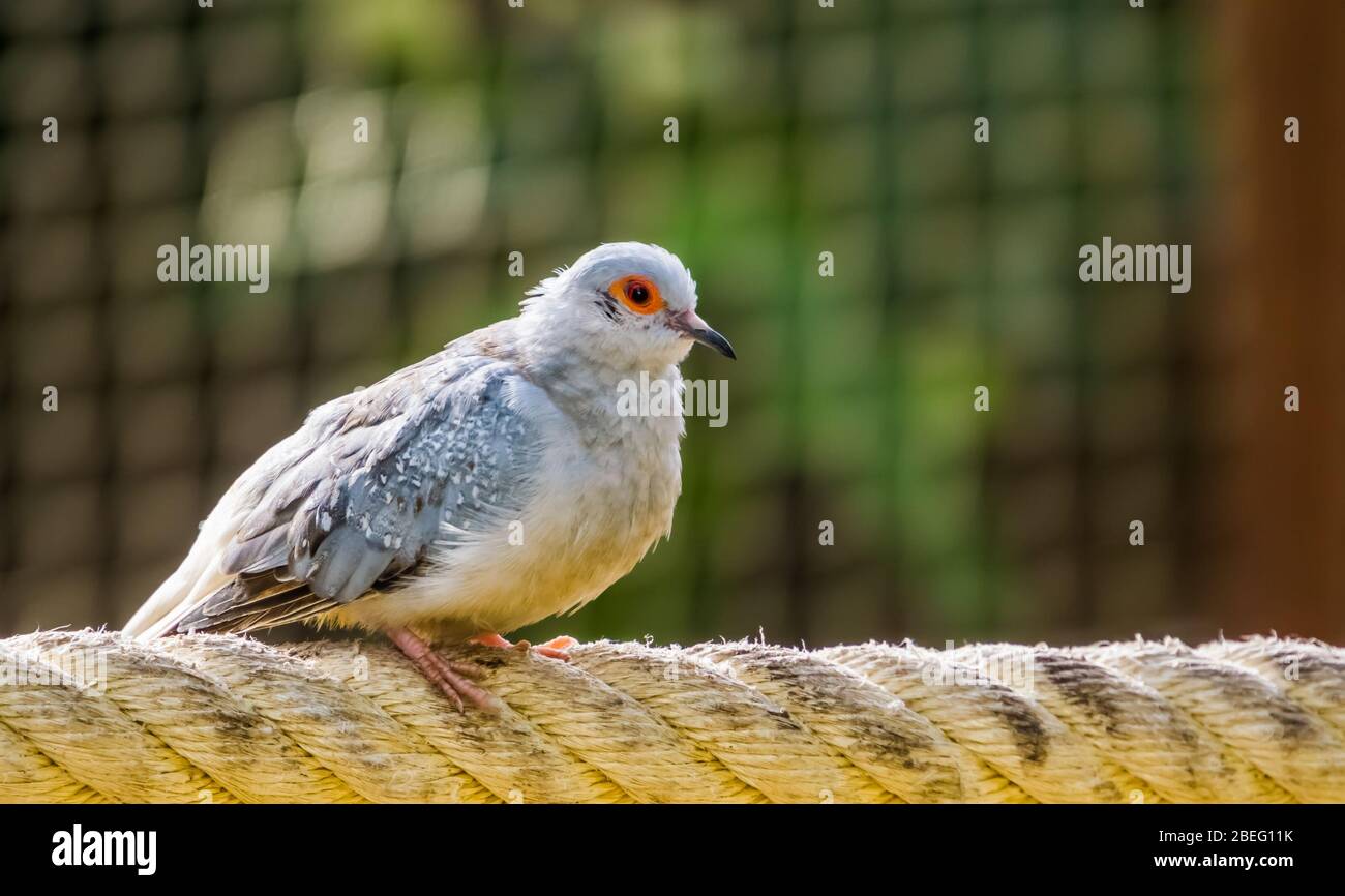 Australian Doves High Resolution Stock Photography and Images - Alamy