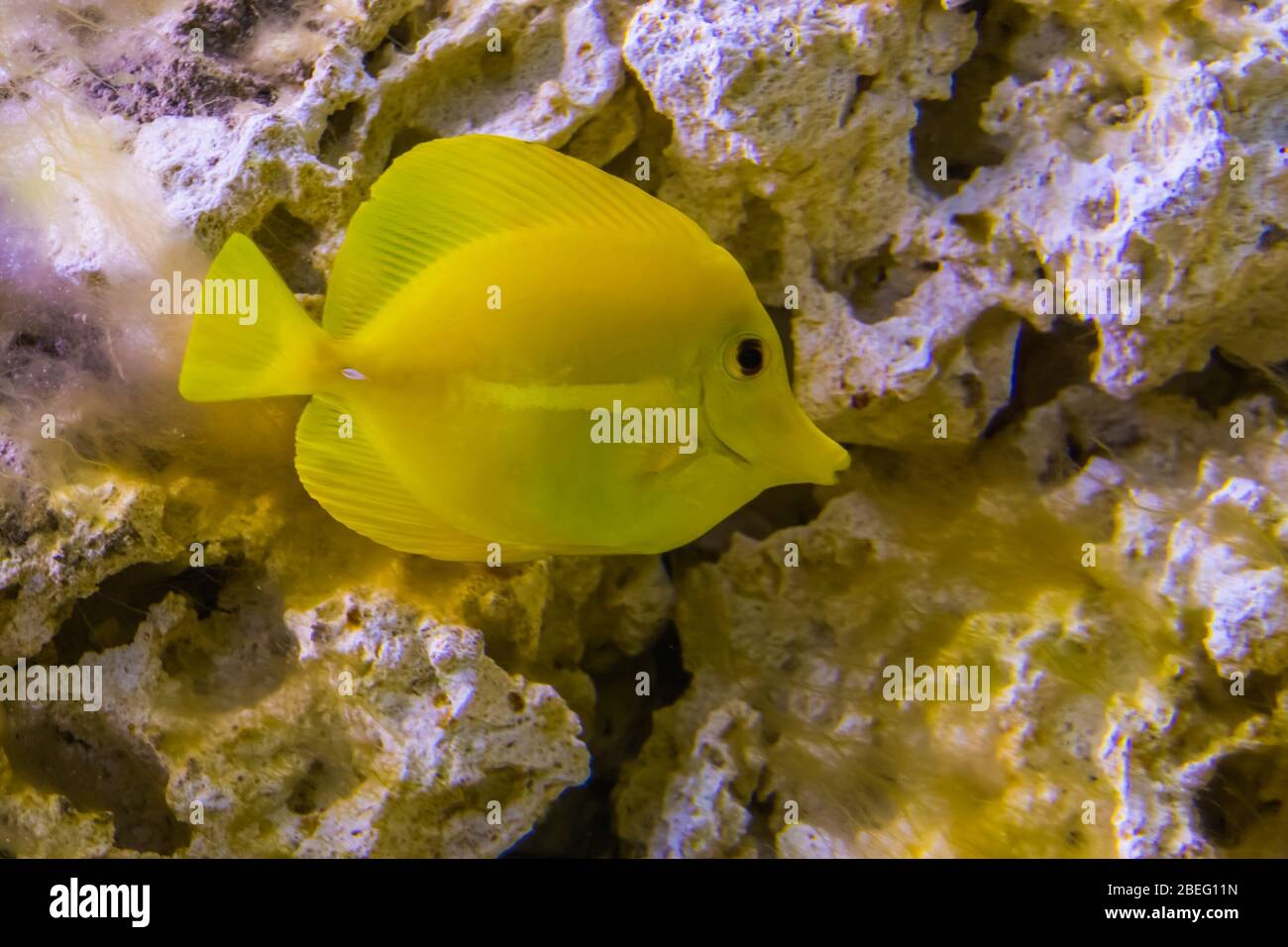 Yellow tang hawaii hi-res stock photography and images - Alamy