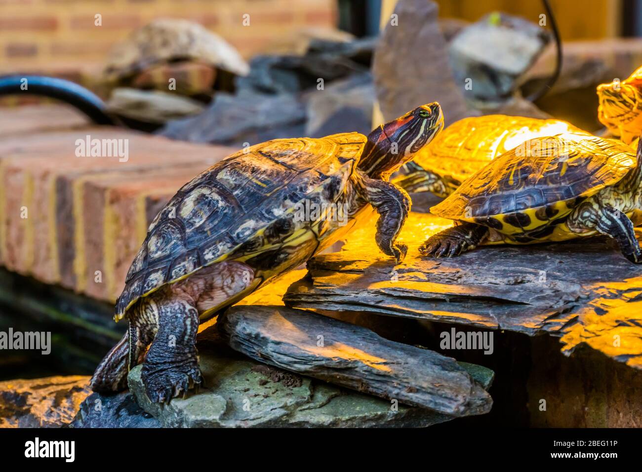 closeup of a red eared slider turtle climbing a shore, tropical reptile ...
