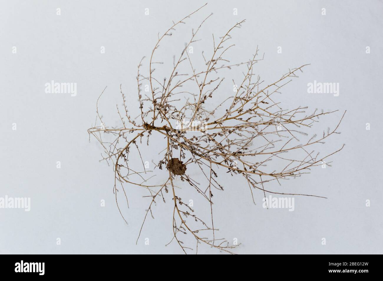 Tumbleweed blowing hi-res stock photography and images - Alamy