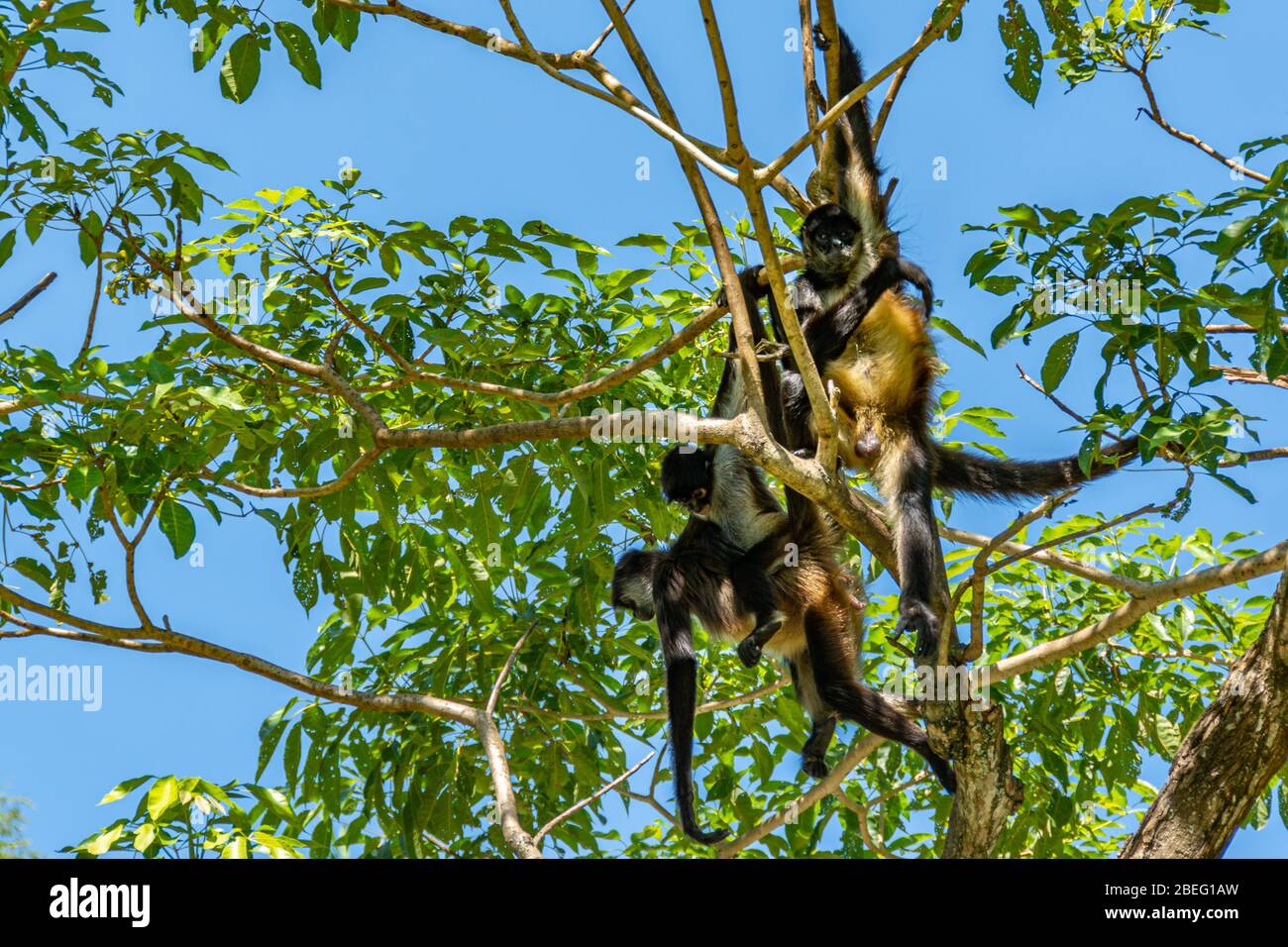Spider monkeys zoo hi-res stock photography and images - Alamy