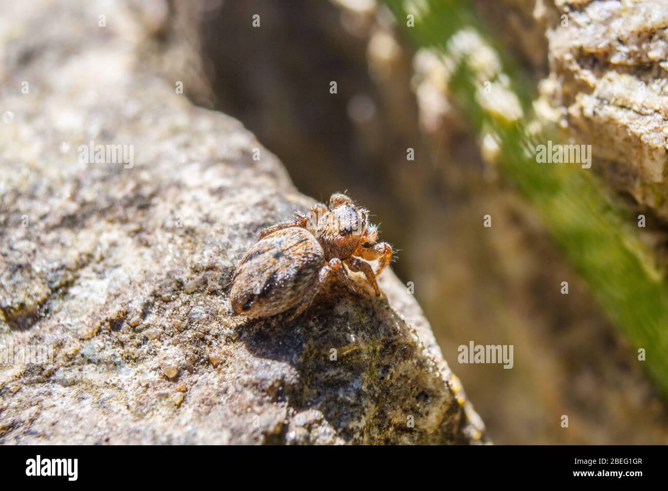 Zebra jumper spider Salticus scenicus Stock Photo - Alamy
