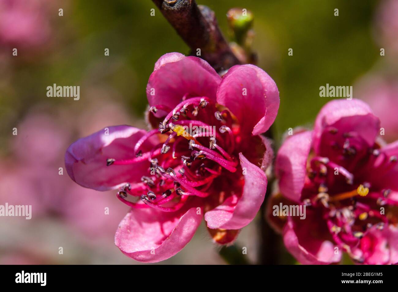 Purpule peach flower Prunus persica Stock Photo - Alamy