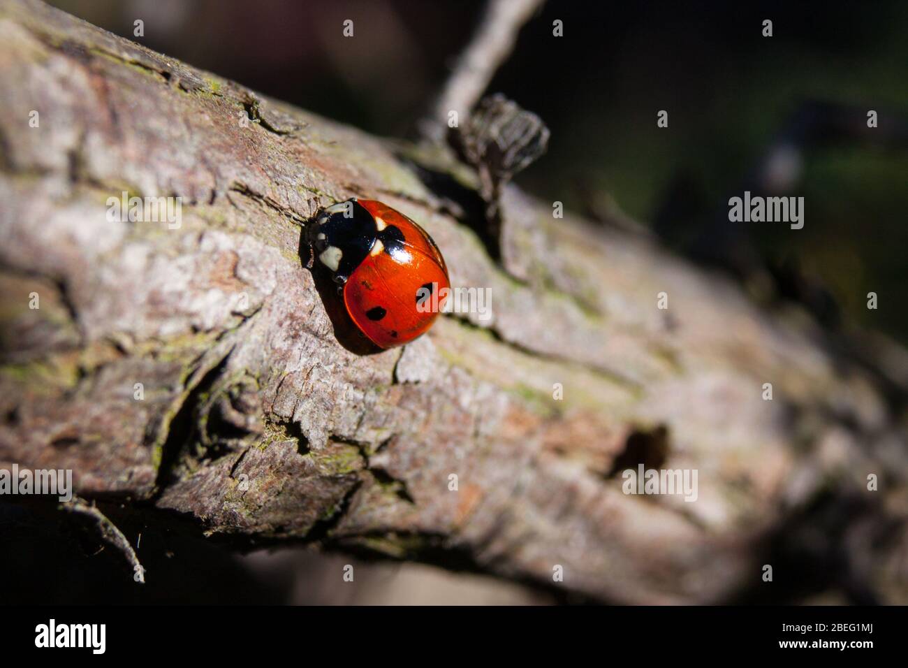 seven spotted ladybug Coccinella septempunctata Stock Photo - Alamy