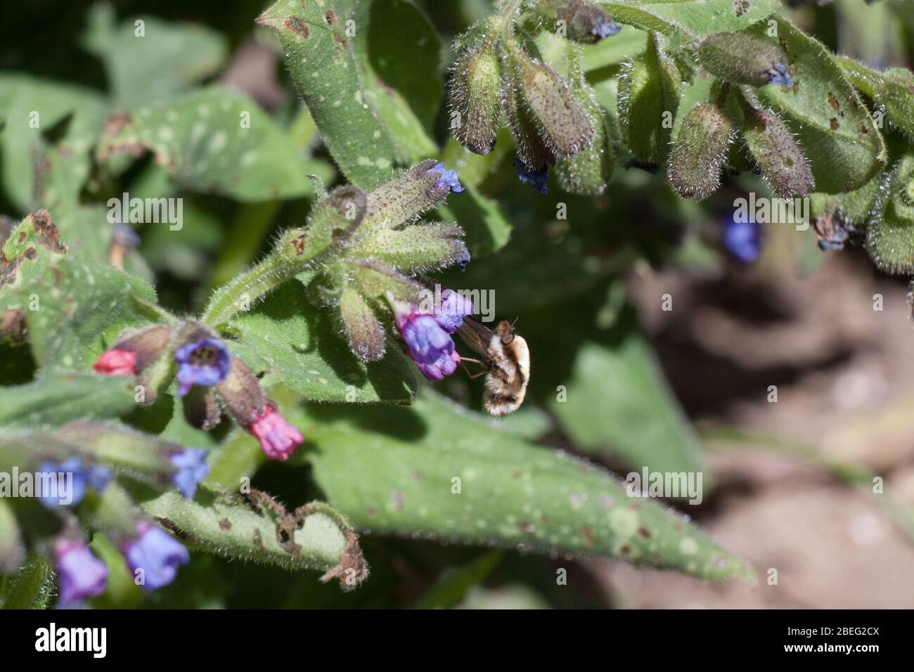 White Bee Fly - Bombylius incanus Stock Photo - Alamy