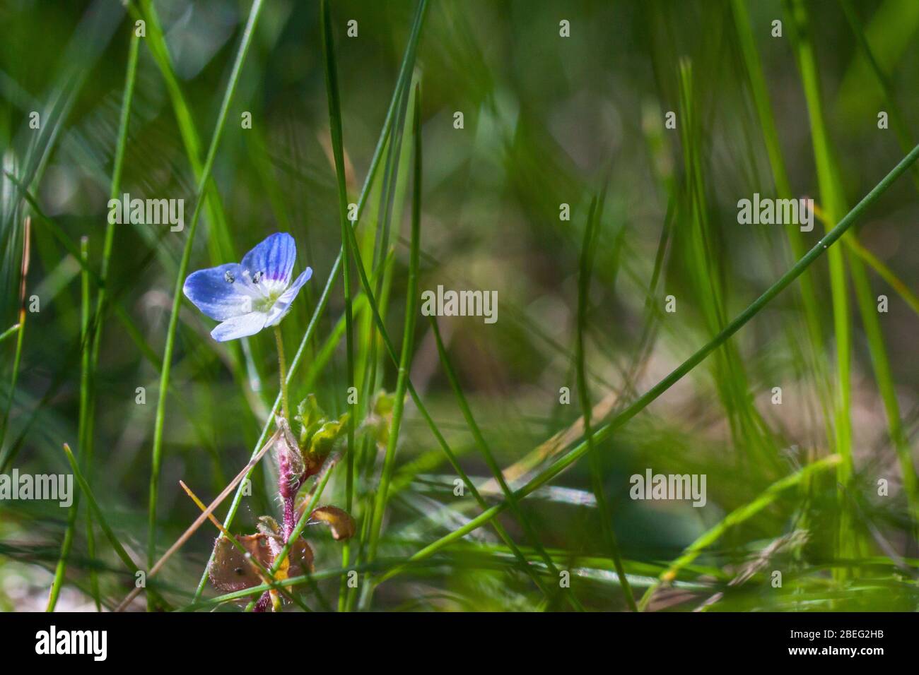 birdeye or field speedwell Veronica persica Stock Photo - Alamy
