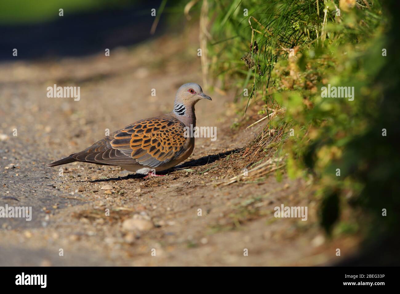 European Turtle Dove High Resolution Stock Photography and Images - Alamy