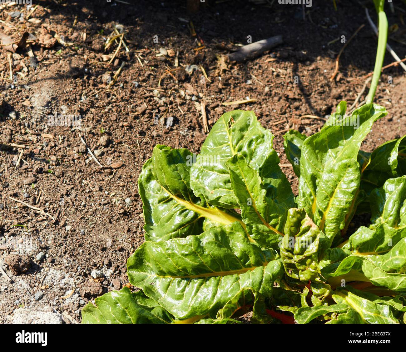 Beta vulgaris rainbow hi-res stock photography and images - Alamy