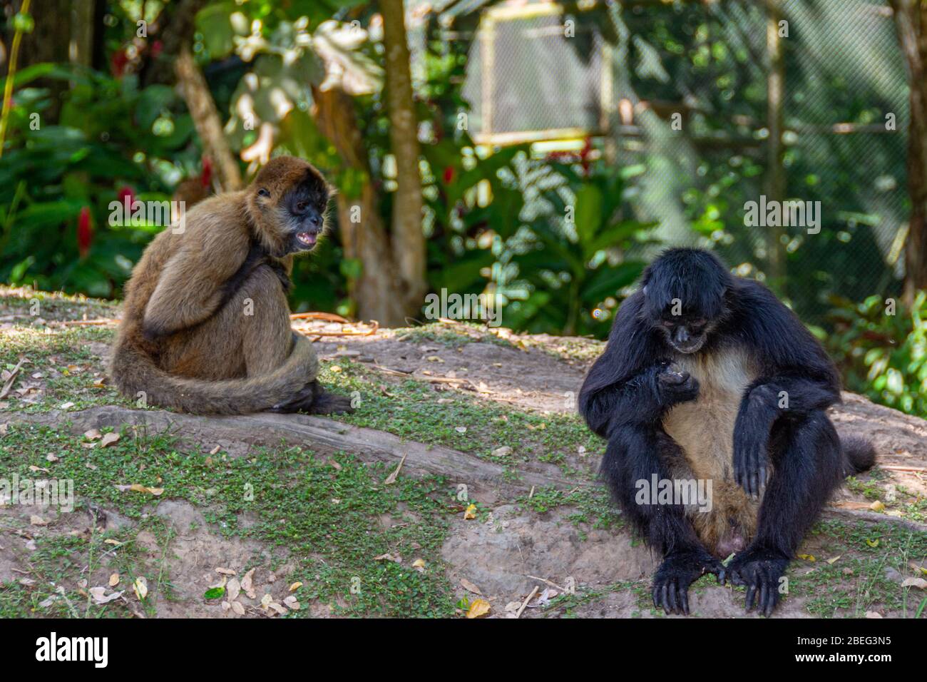 Spider monkeys hi-res stock photography and images - Alamy