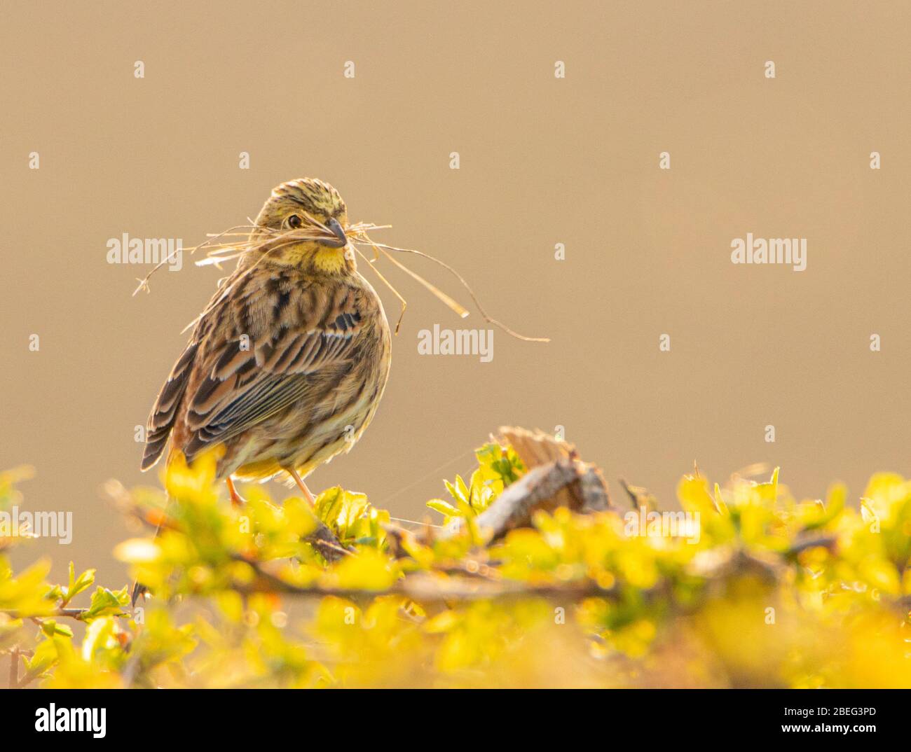 Yellowhammer, Emberiza citrinella, perched on a hedgerow, spring 2020 ...