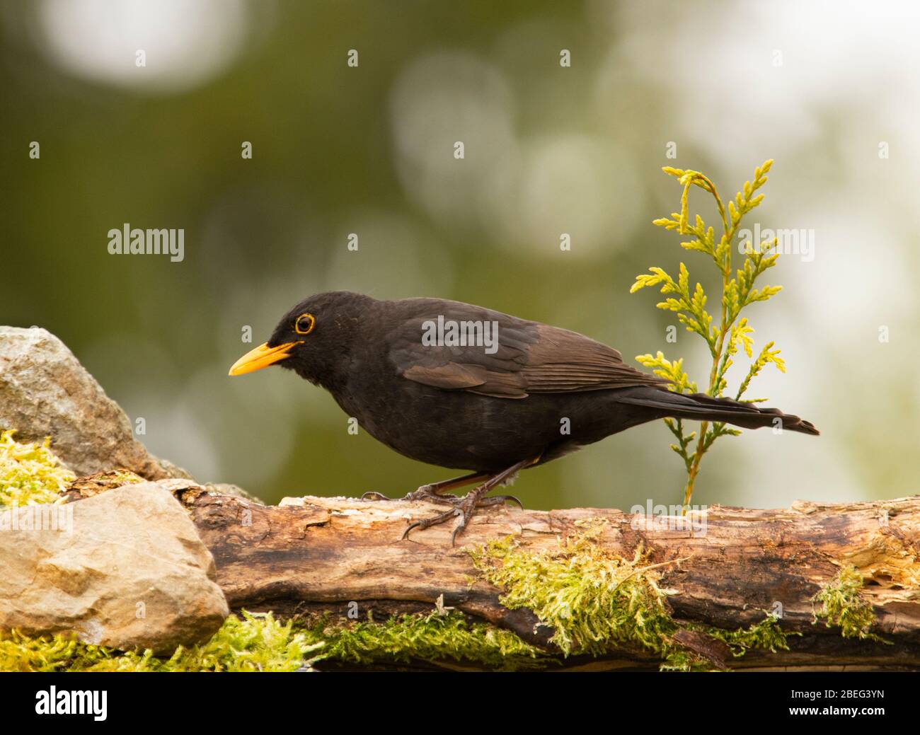 Black bird size hi-res stock photography and images - Alamy