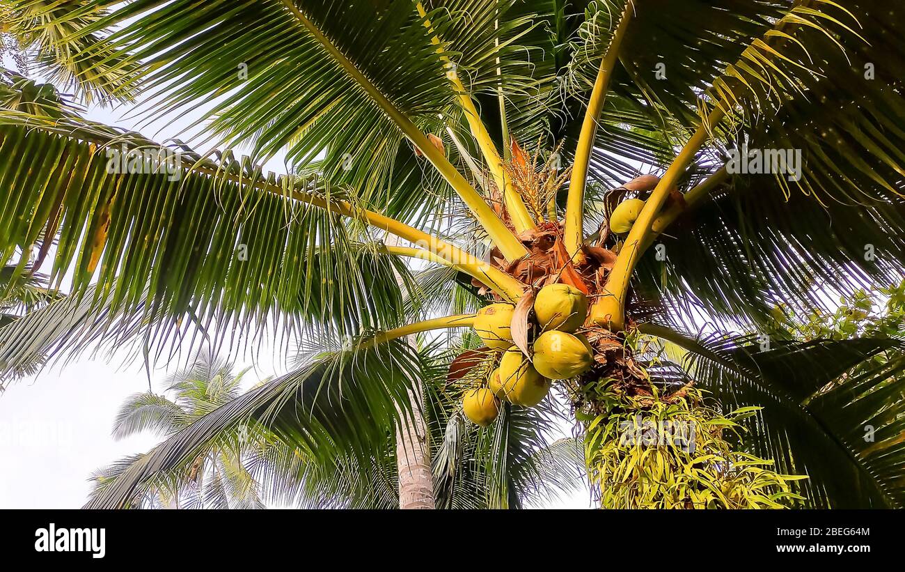 Coconut tree.Coconut cluster on Tree of sea sky bright atmosphere. Tree ...