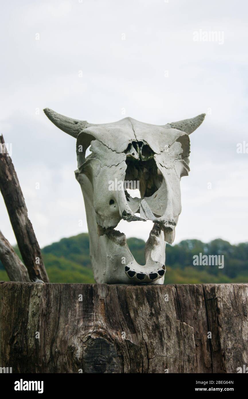 The skull of an animal against the backdrop of a mountain landscape ...