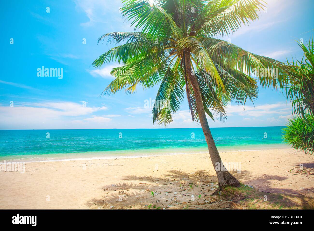 beach and coconut palm tree Stock Photo - Alamy