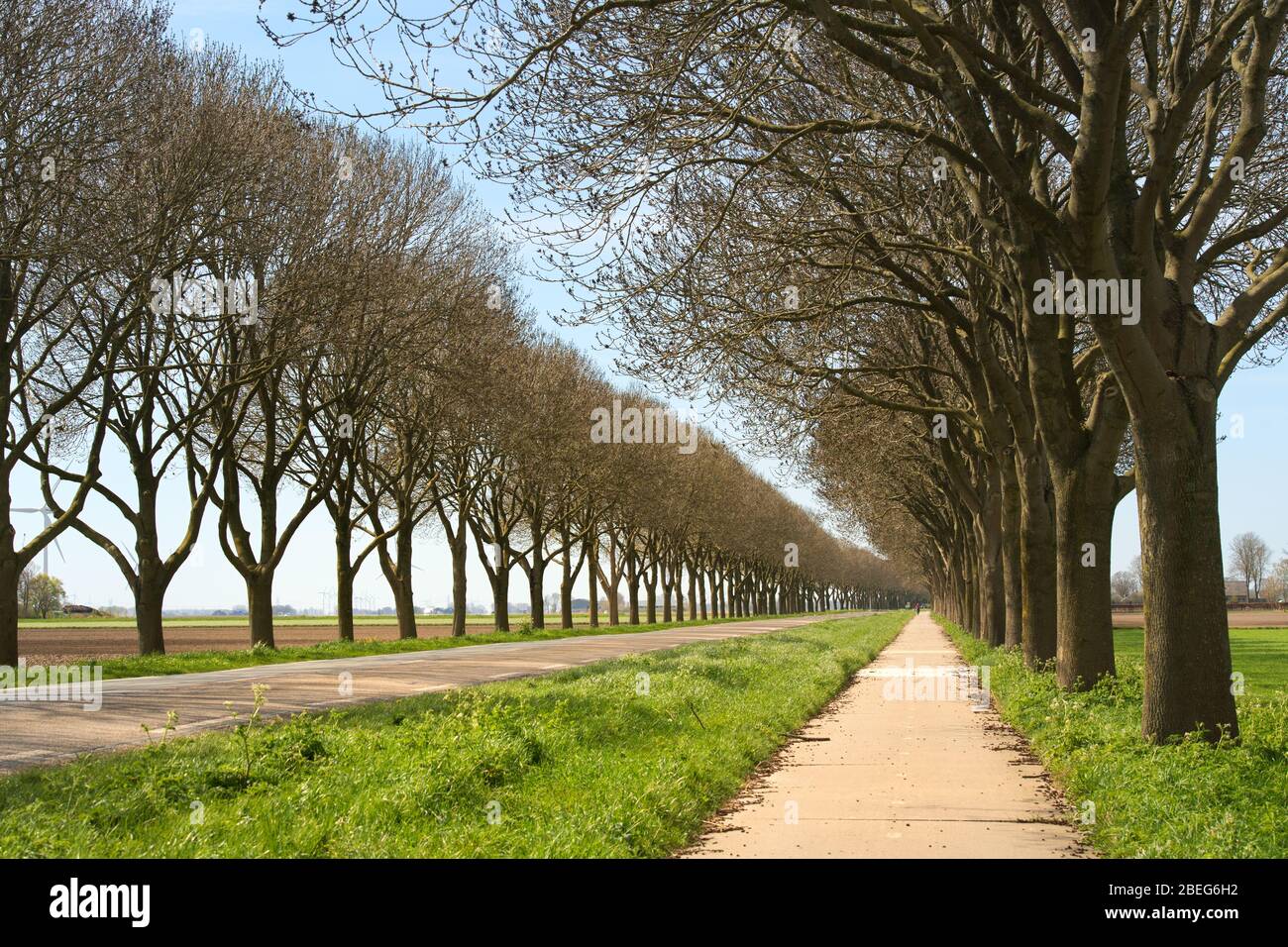 Landscape road with trees and bike path Stock Photo - Alamy