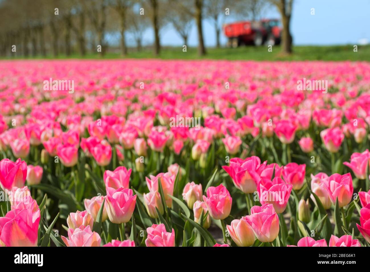 Flevopolder flevoland hi-res stock photography and images - Alamy