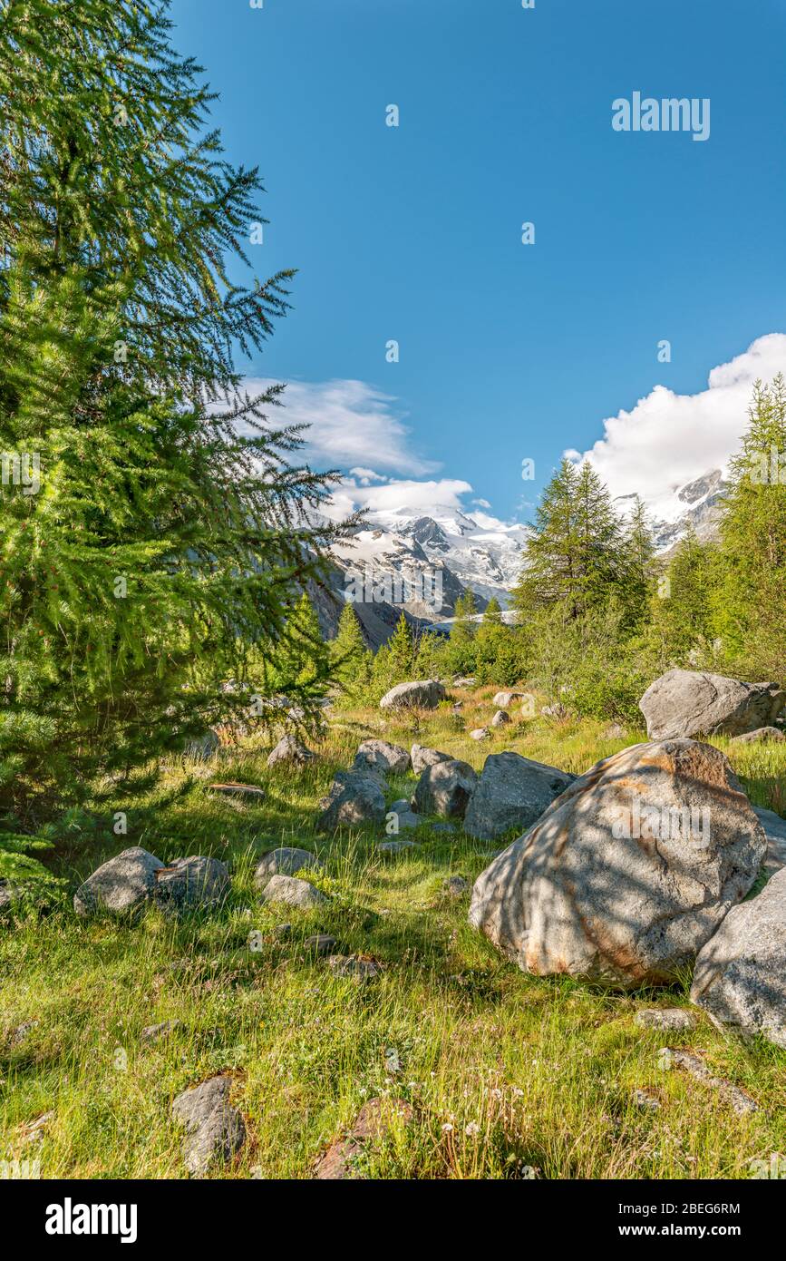 Summer landscape at the Morteratsch Glacier, Engadine, Switzerland ...