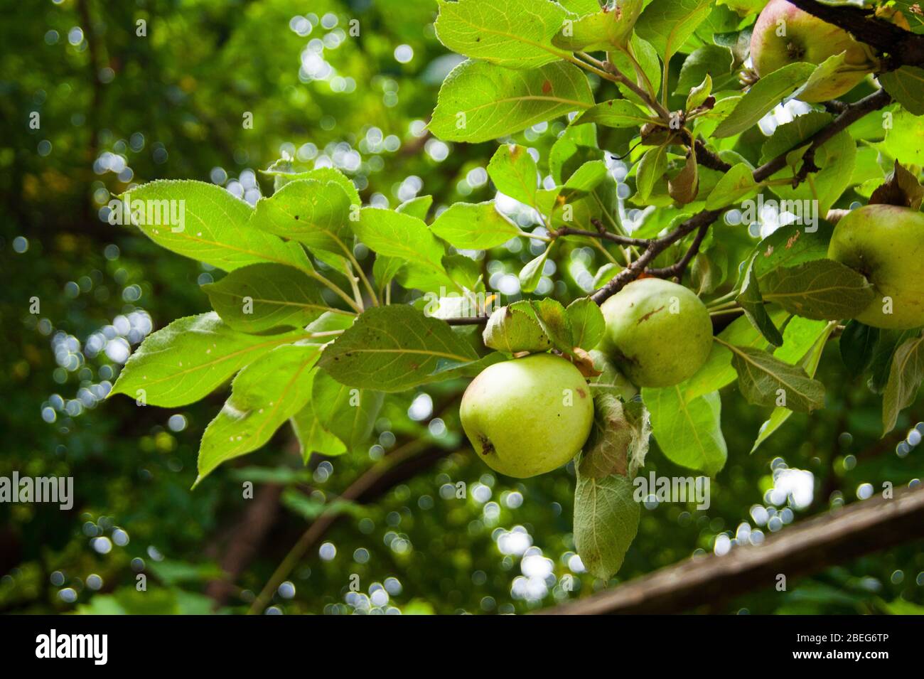 Magical garden of paradise - apples on branches. Caucasus, mountains ...