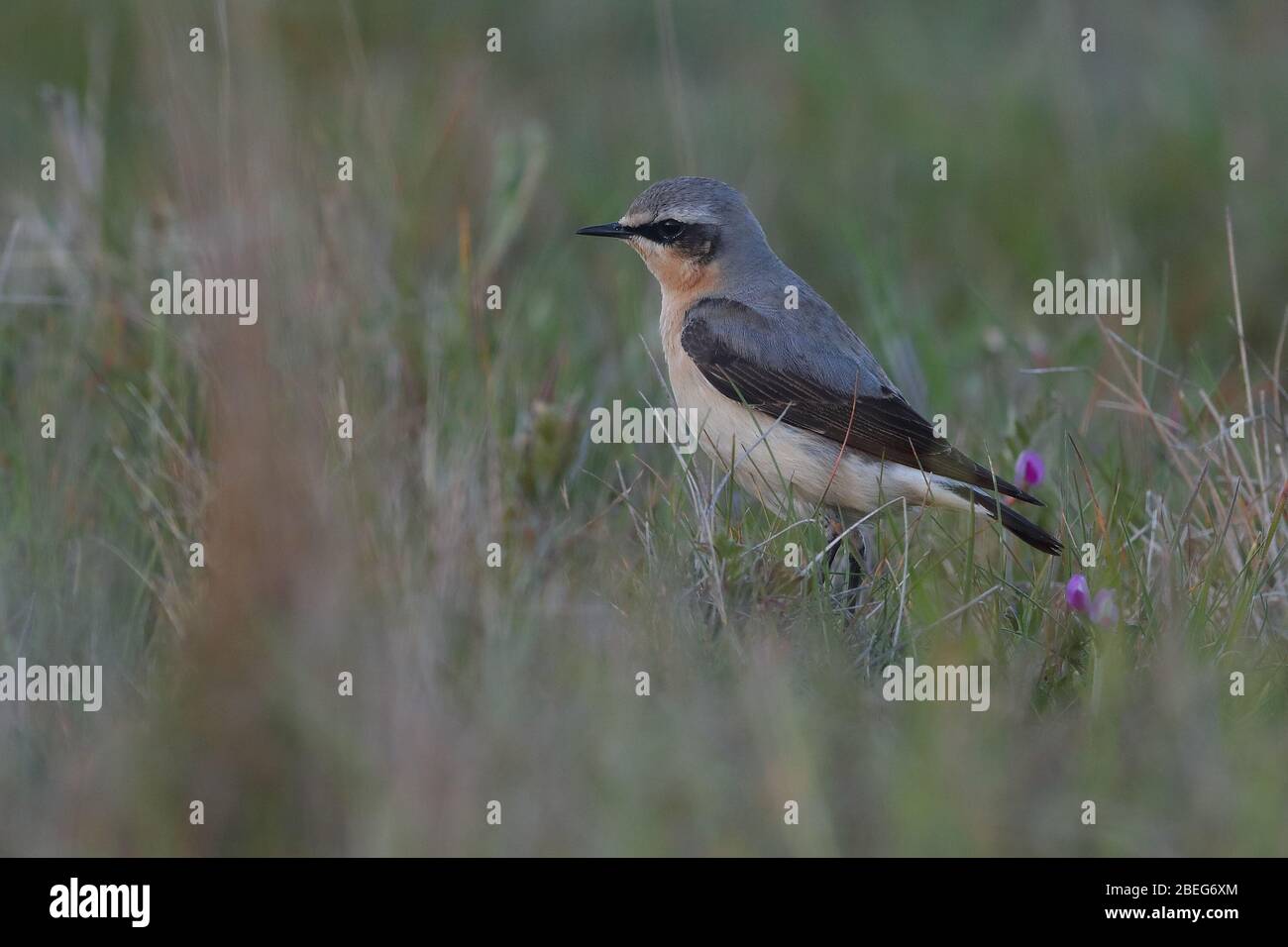 Male northern wheatear hi-res stock photography and images - Alamy