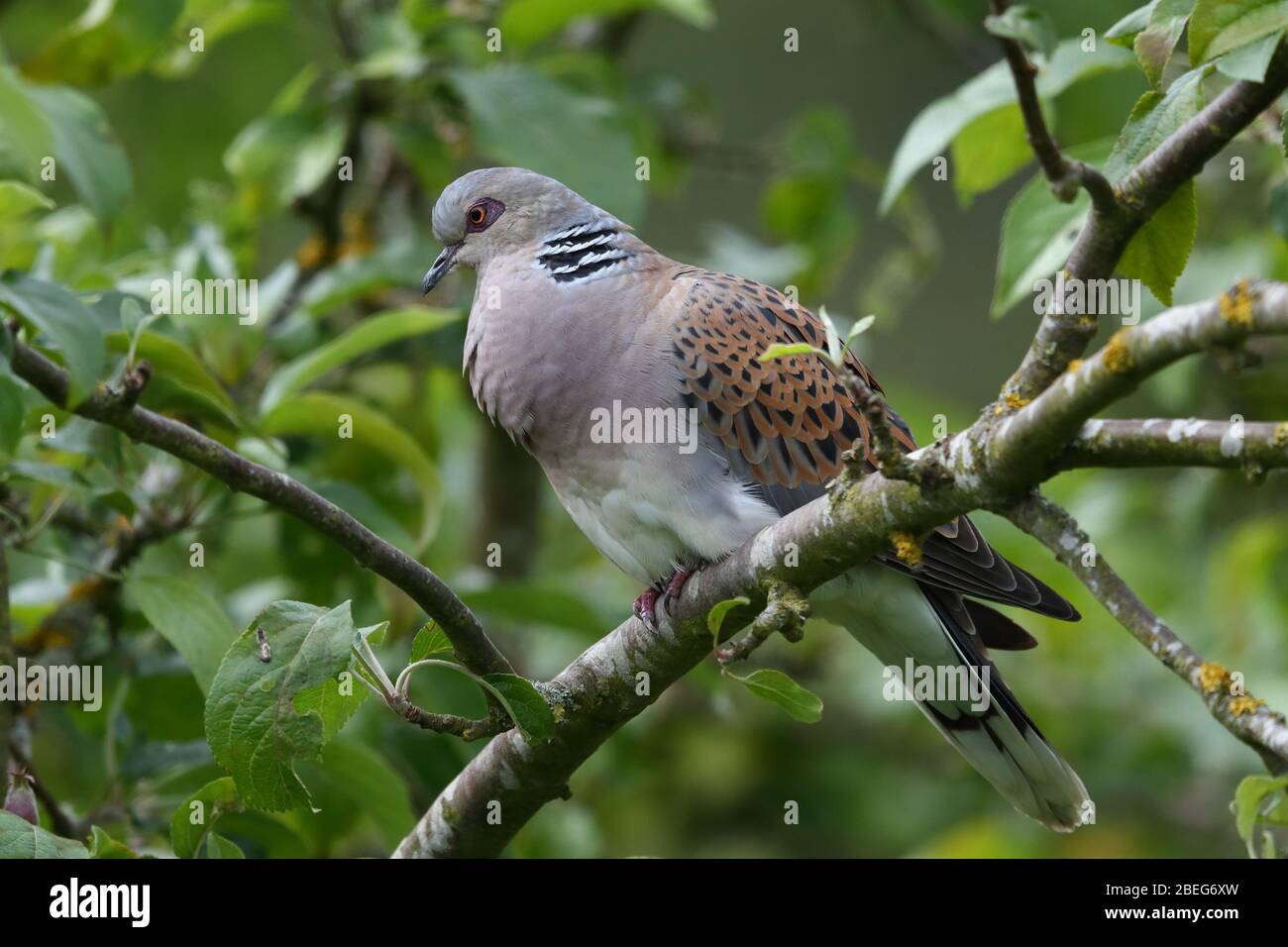 Turtle Dove Purring Stock Photo - Alamy