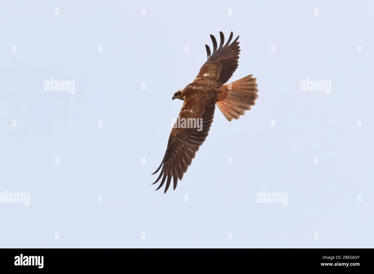 Titchwell marsh rspb marsh harriers hi-res stock photography and images ...