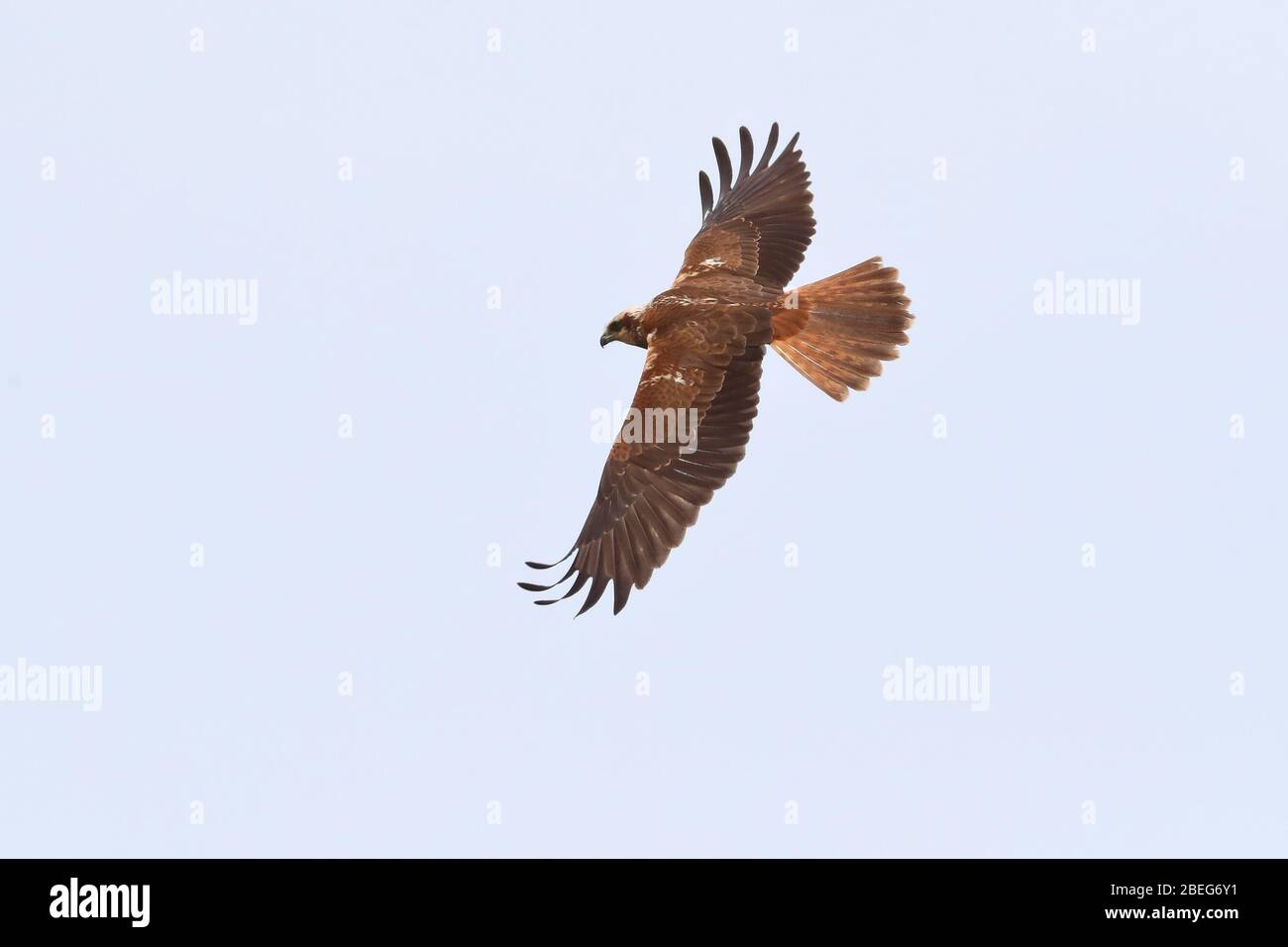 Adult Female Marsh Harrier at Titchwell RSPB Stock Photo - Alamy