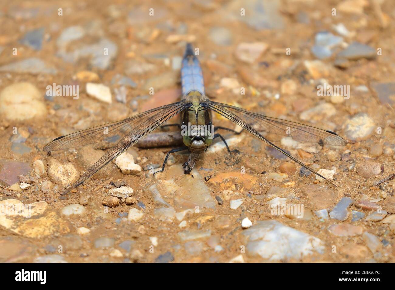 Male Black Tailed Skimmer High Resolution Stock Photography and Images ...