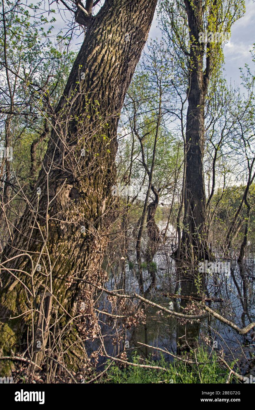 Submerged timber hi-res stock photography and images - Alamy