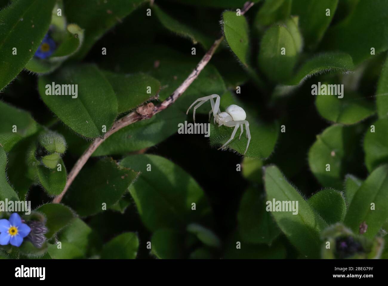 White Death Spider High Resolution Stock Photography and Images - Alamy