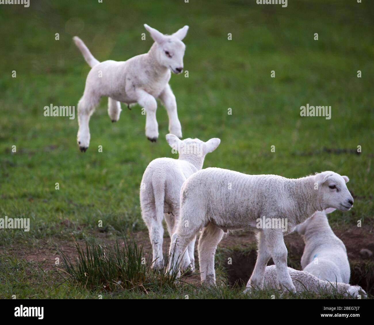 Lamb jumping in field hi-res stock photography and images - Alamy