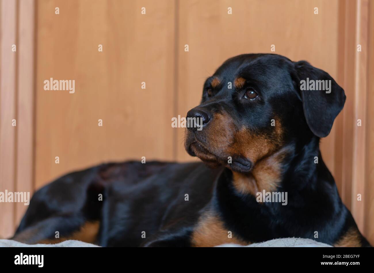 Portrait of a Rottweiler lying on the floor. Rottweiler lies in the ...