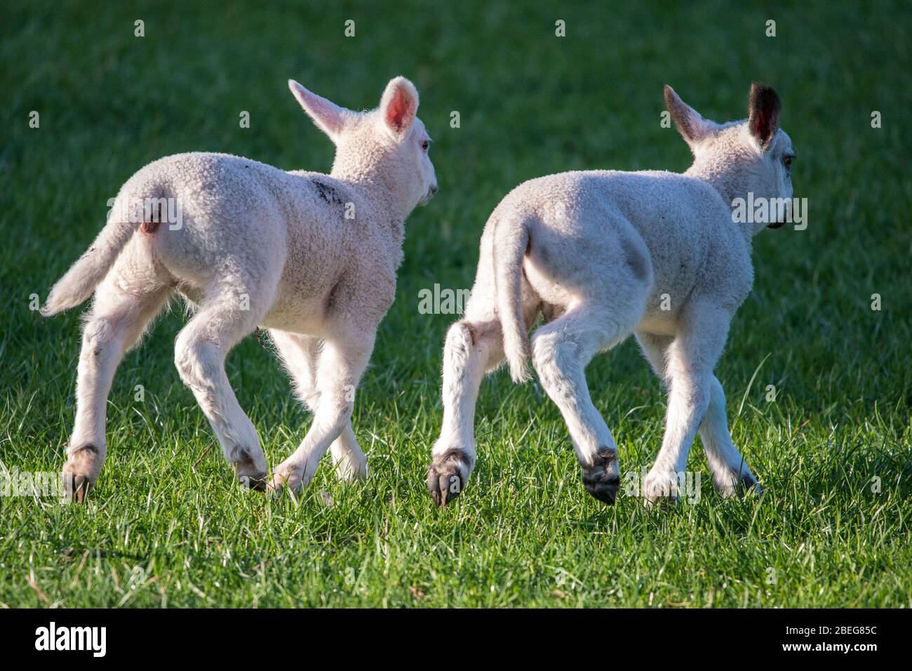 Close up of spring laambs playing in green field hi-res stock ...