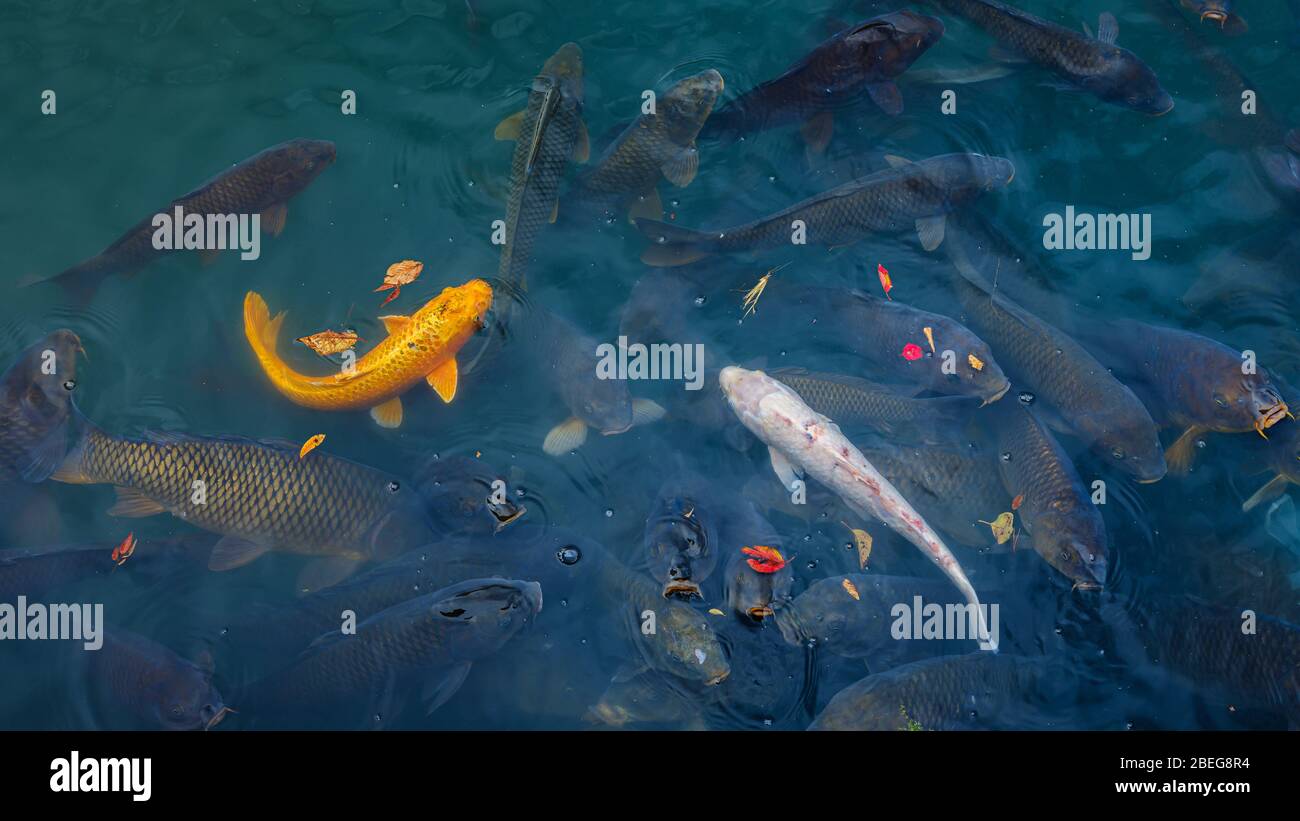 Koi Carp swimming in the clear pond in Japan Stock Photo - Alamy
