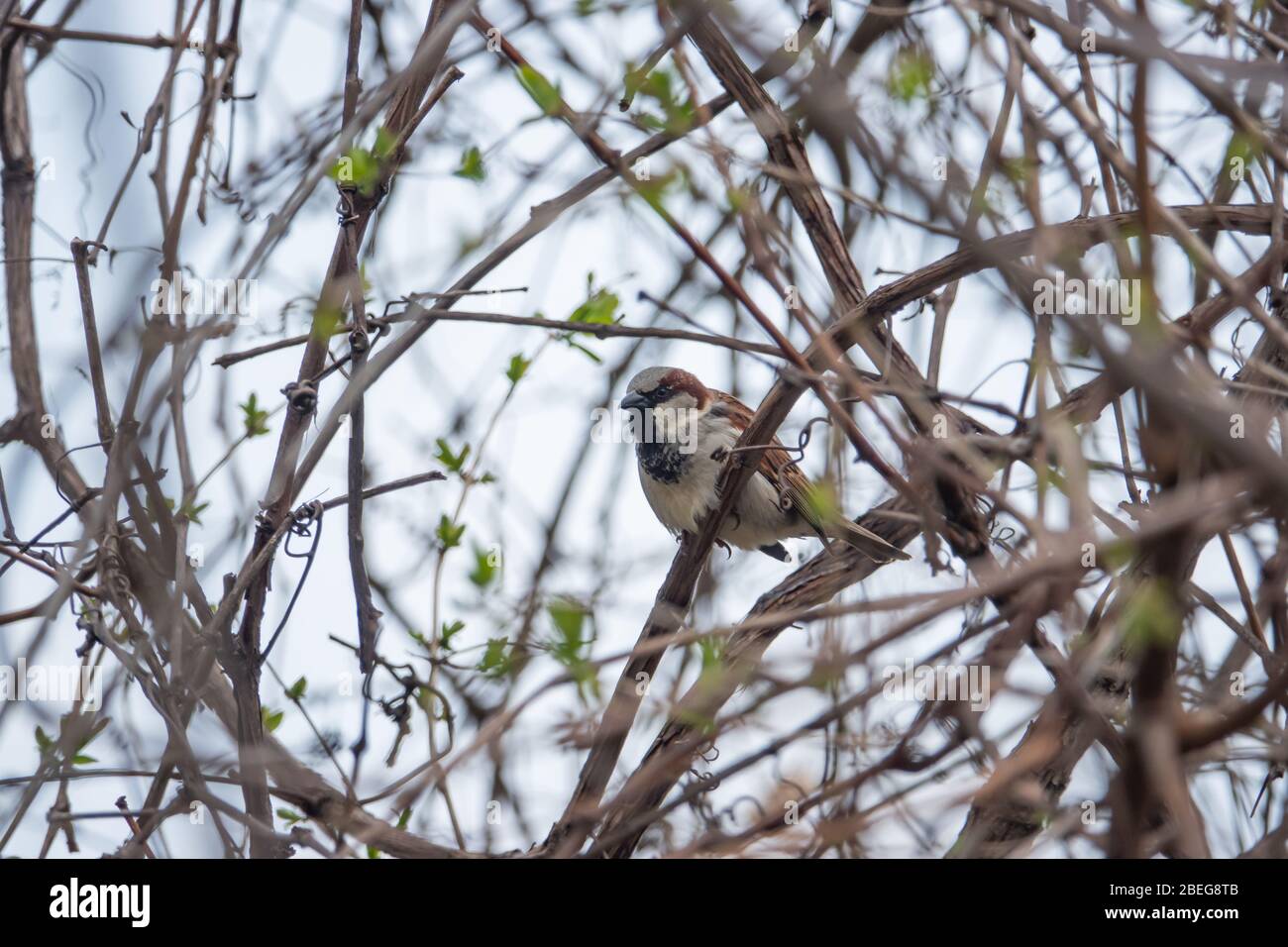 House sparrow on branch in hi-res stock photography and images - Alamy