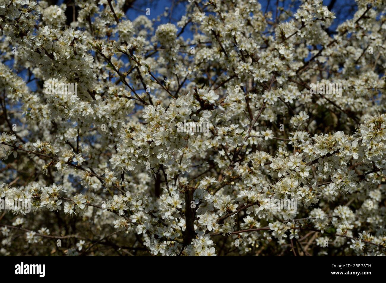 Prickly white flower hi-res stock photography and images - Alamy