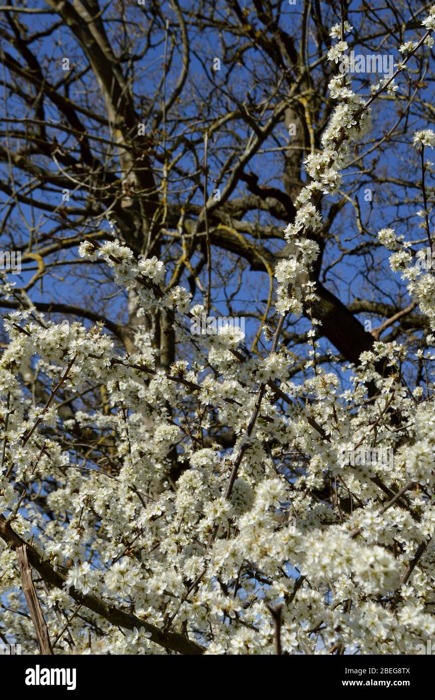 White may or hawthorn blossom, Crataegus monogyna, pungent aromatic ...