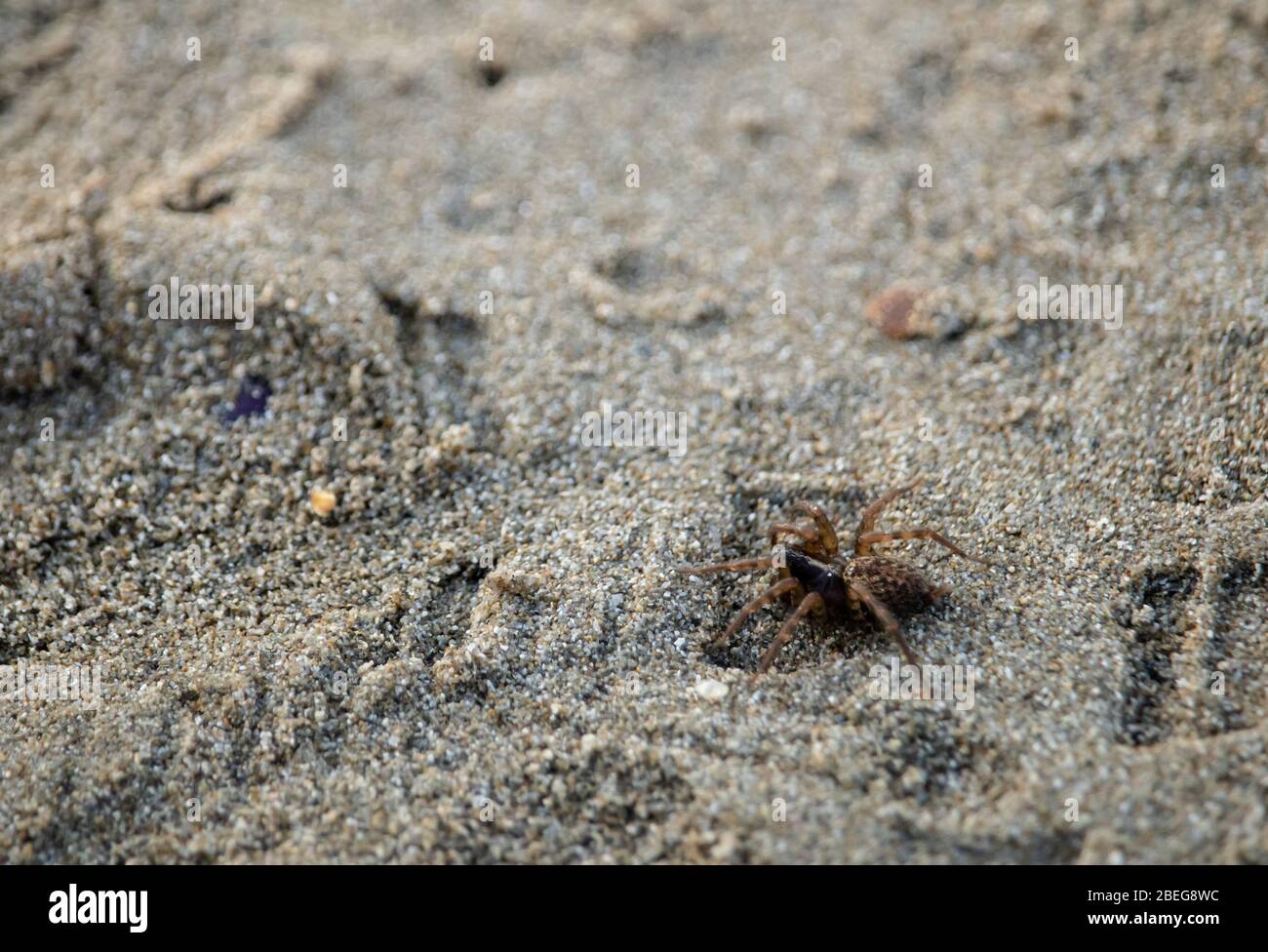 Small brown spider walking on a sandy european beach Stock Photo - Alamy