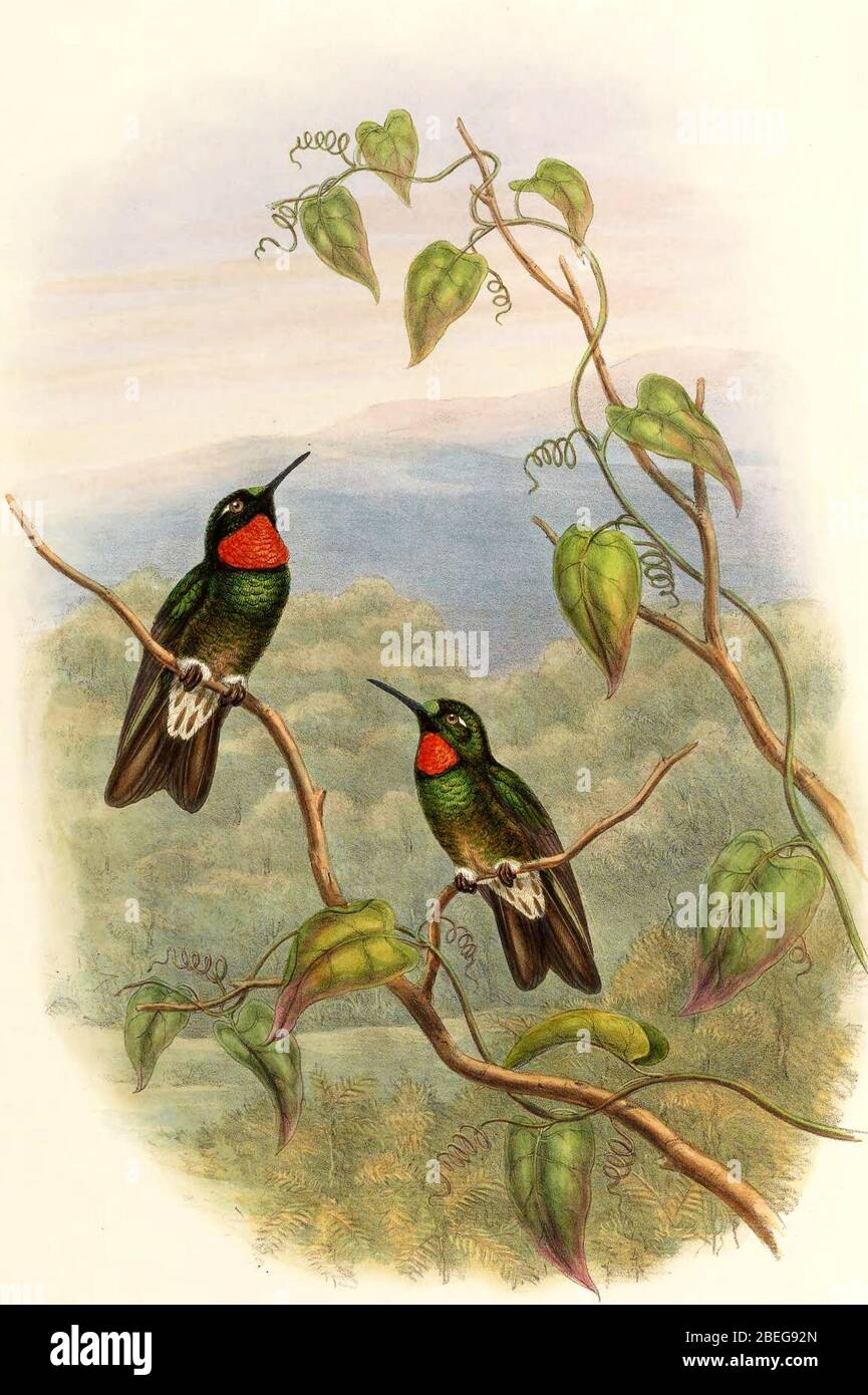 Micraster hi-res stock photography and images - Alamy