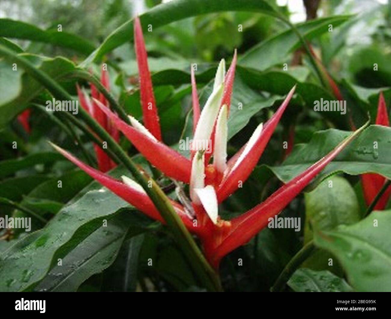 Heliconia angusta hi-res stock photography and images - Alamy