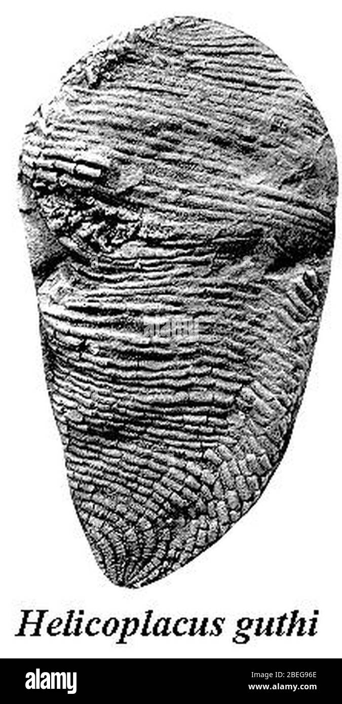 Helicoplacus hi-res stock photography and images - Alamy