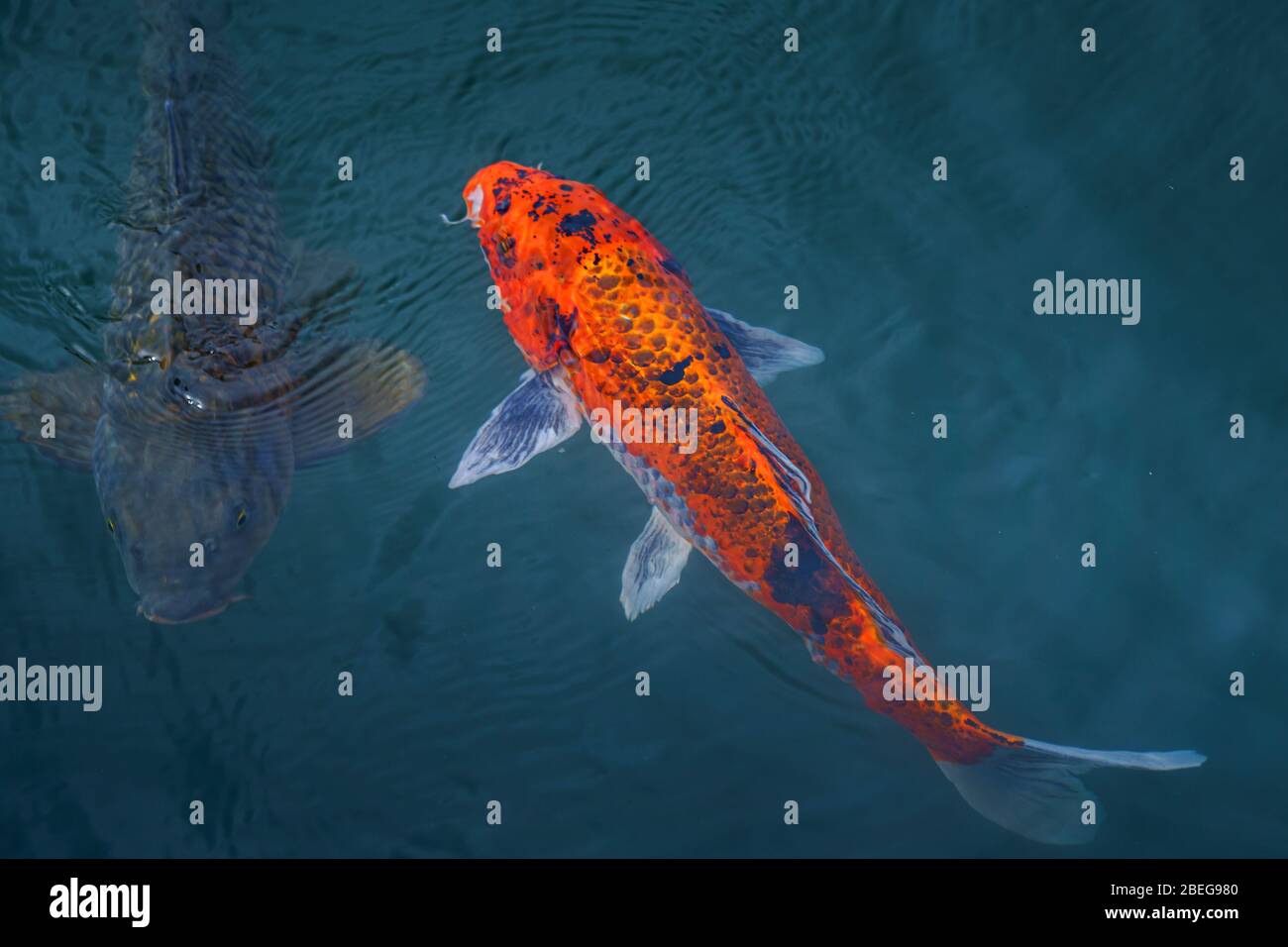 Koi Carp swimming in the clear pond in Japan Stock Photo - Alamy