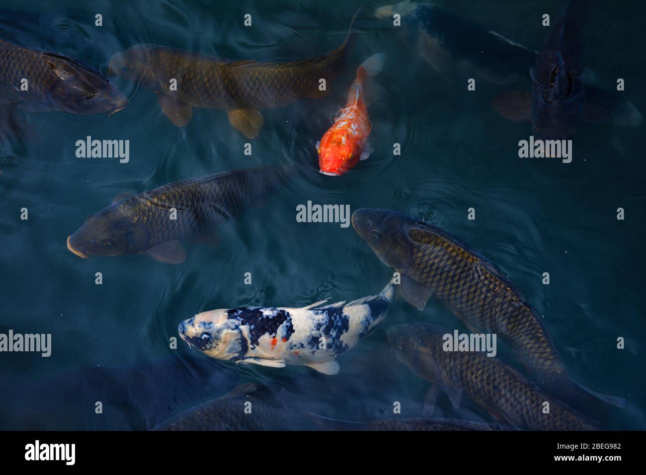 Koi Carp swimming in the clear pond in Japan Stock Photo - Alamy