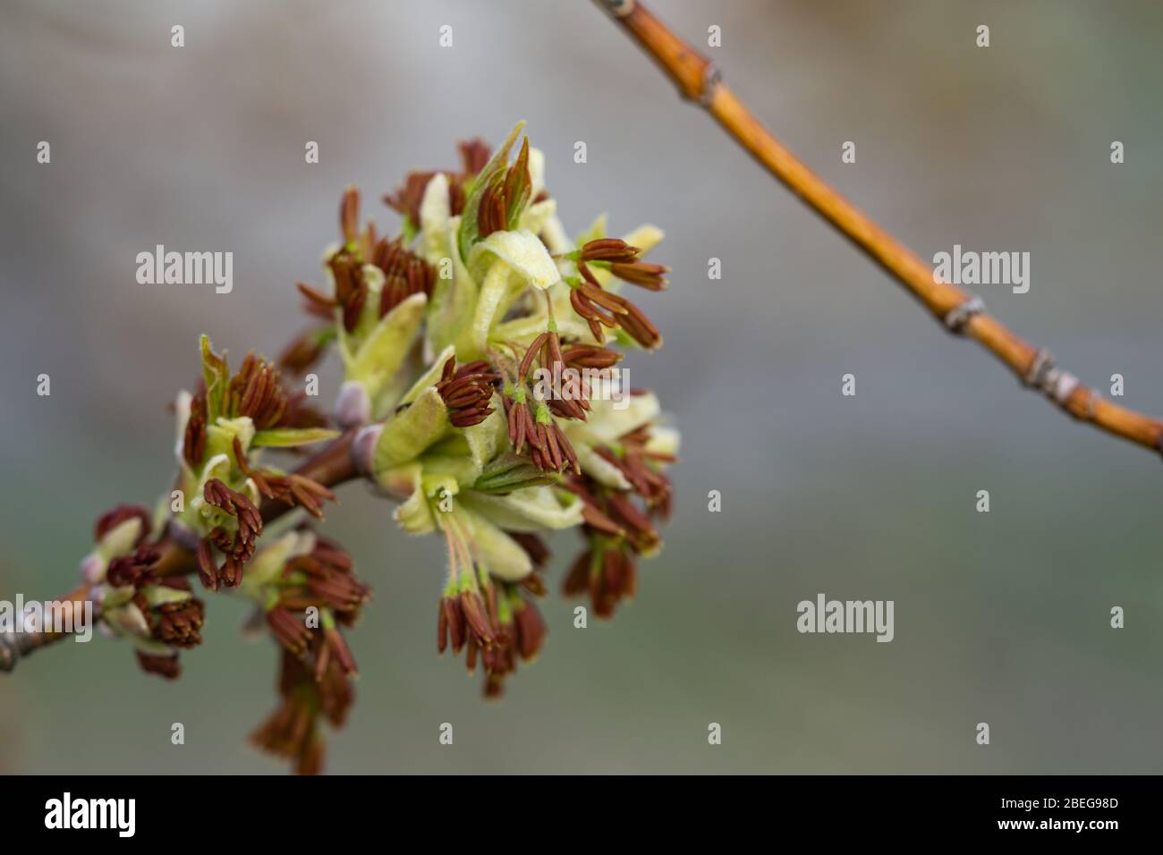 Box elder maple hi-res stock photography and images - Alamy