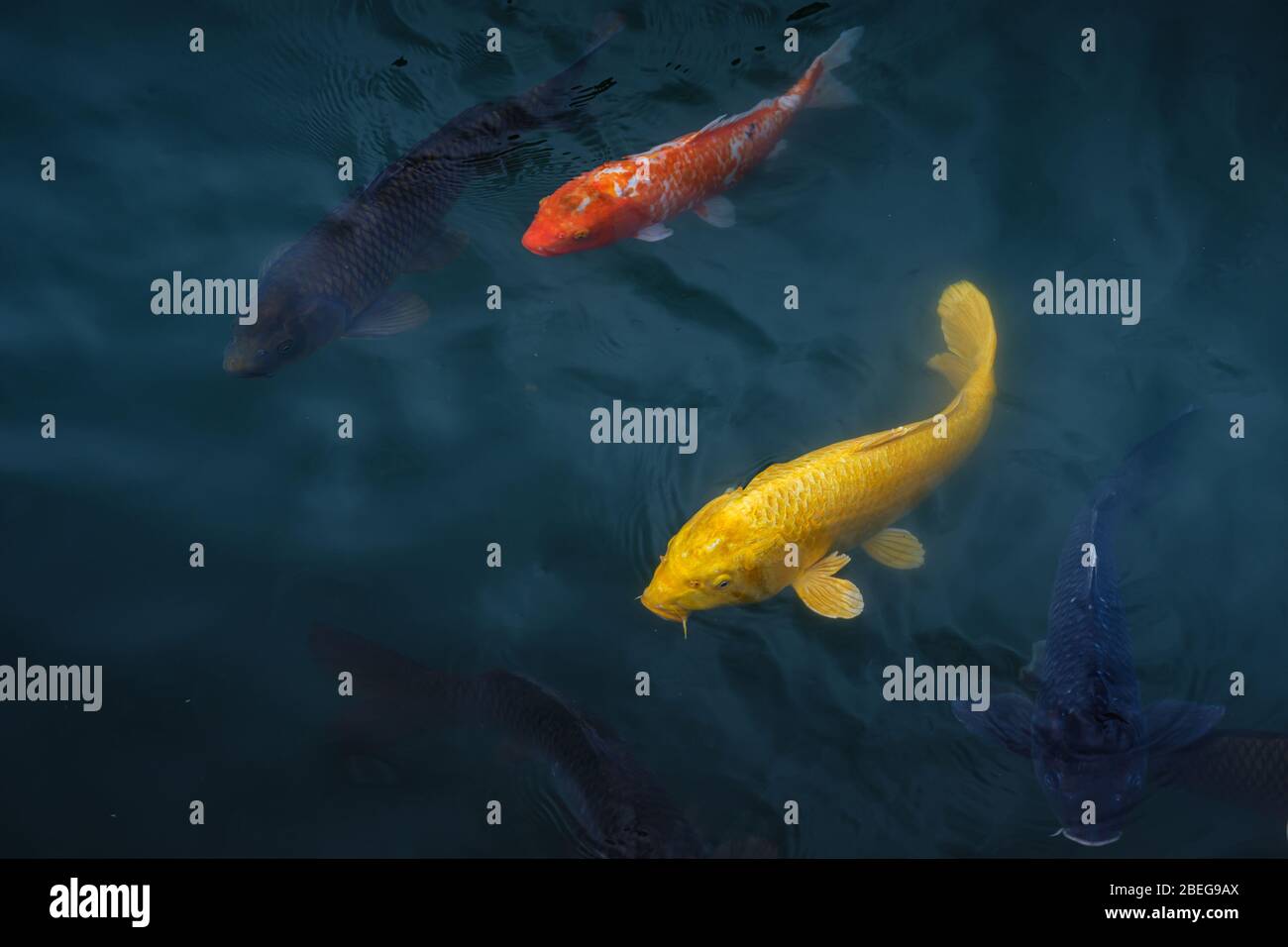 Koi Carp swimming in the clear pond in Japan Stock Photo - Alamy