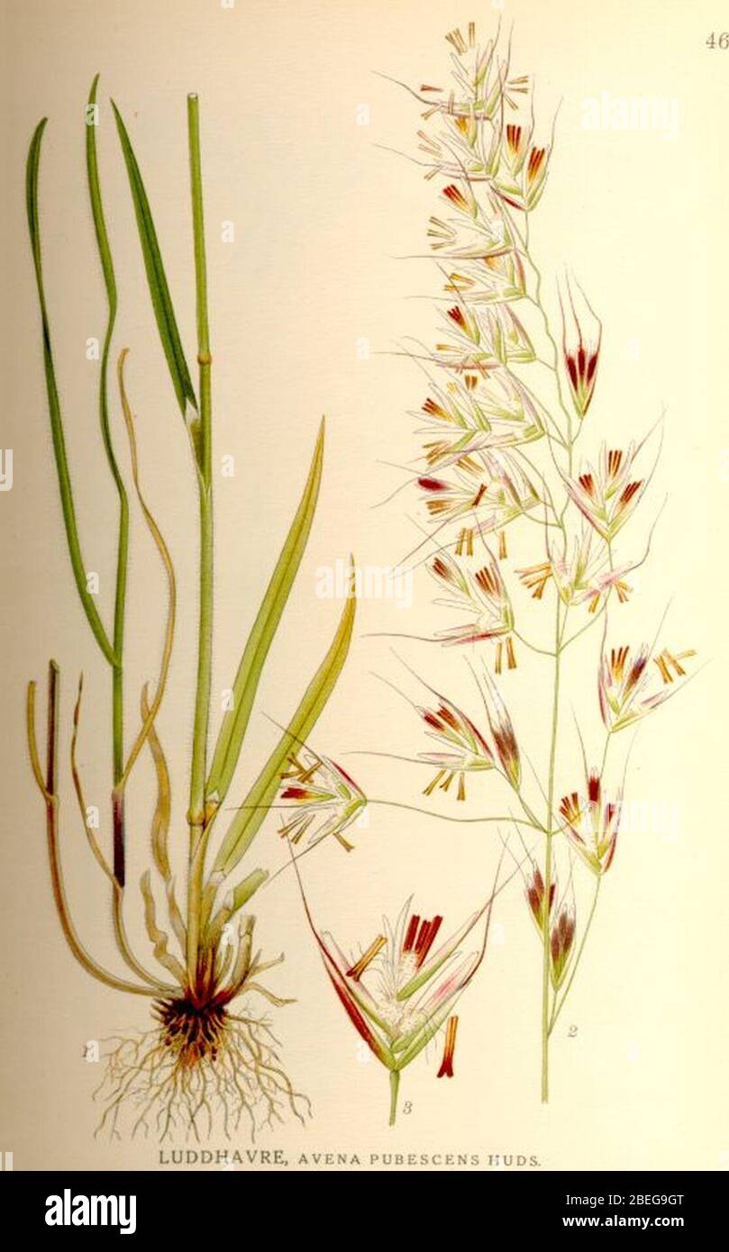 Helictotrichon pubescens hi-res stock photography and images - Alamy