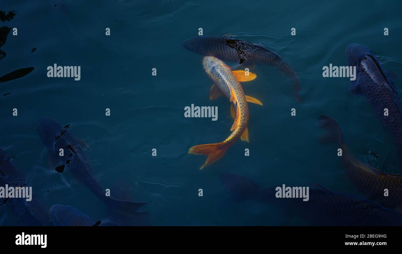 Koi Carp swimming in the clear pond in Japan Stock Photo - Alamy