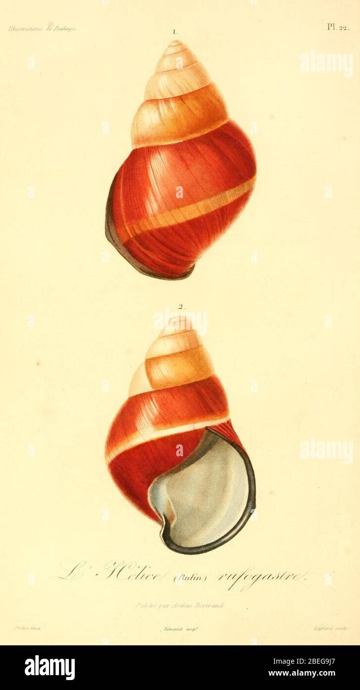 Helicostyla rufogaster 1831 Stock Photo - Alamy