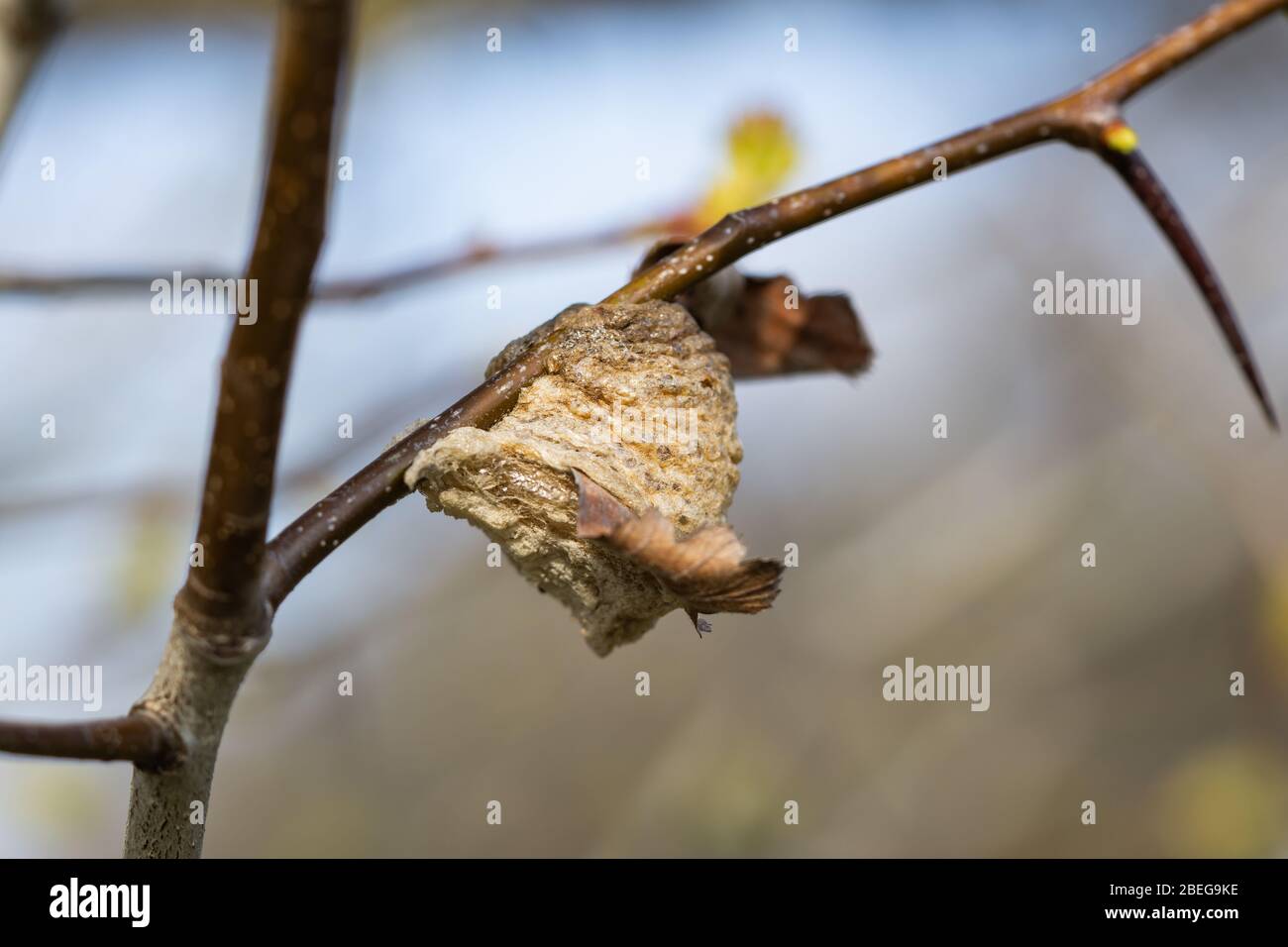 Chinese Mantis Egg Case in Springtime Stock Photo - Alamy