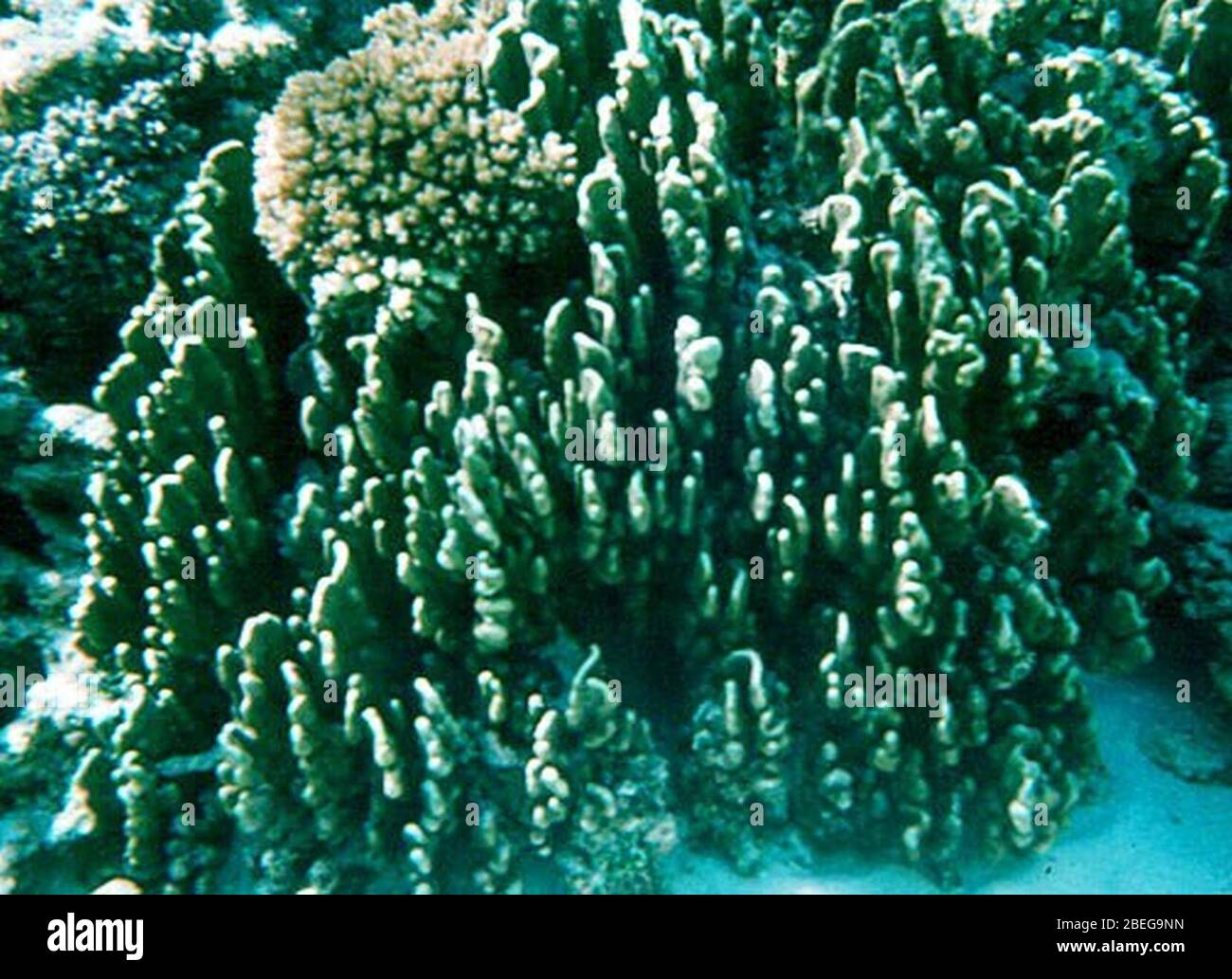 Heliopora Coerulea High Resolution Stock Photography and Images - Alamy